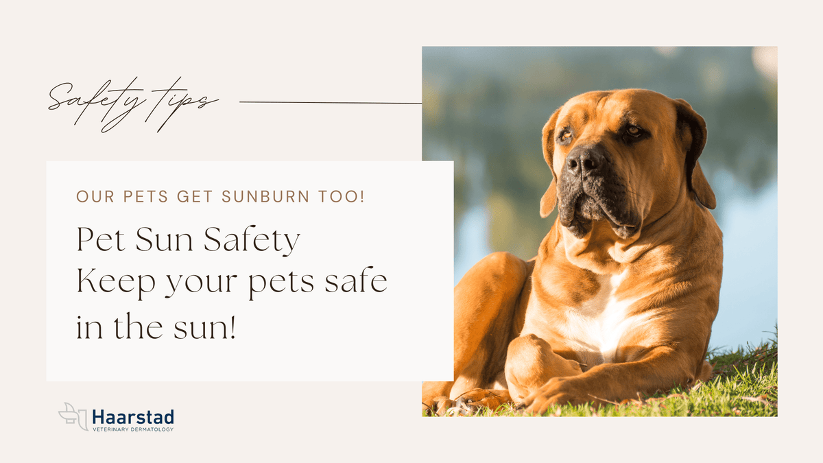 Pet Sun Safety: Prevent Sunburn & Skin Damage in Dogs & Cats – Haarstad ...
