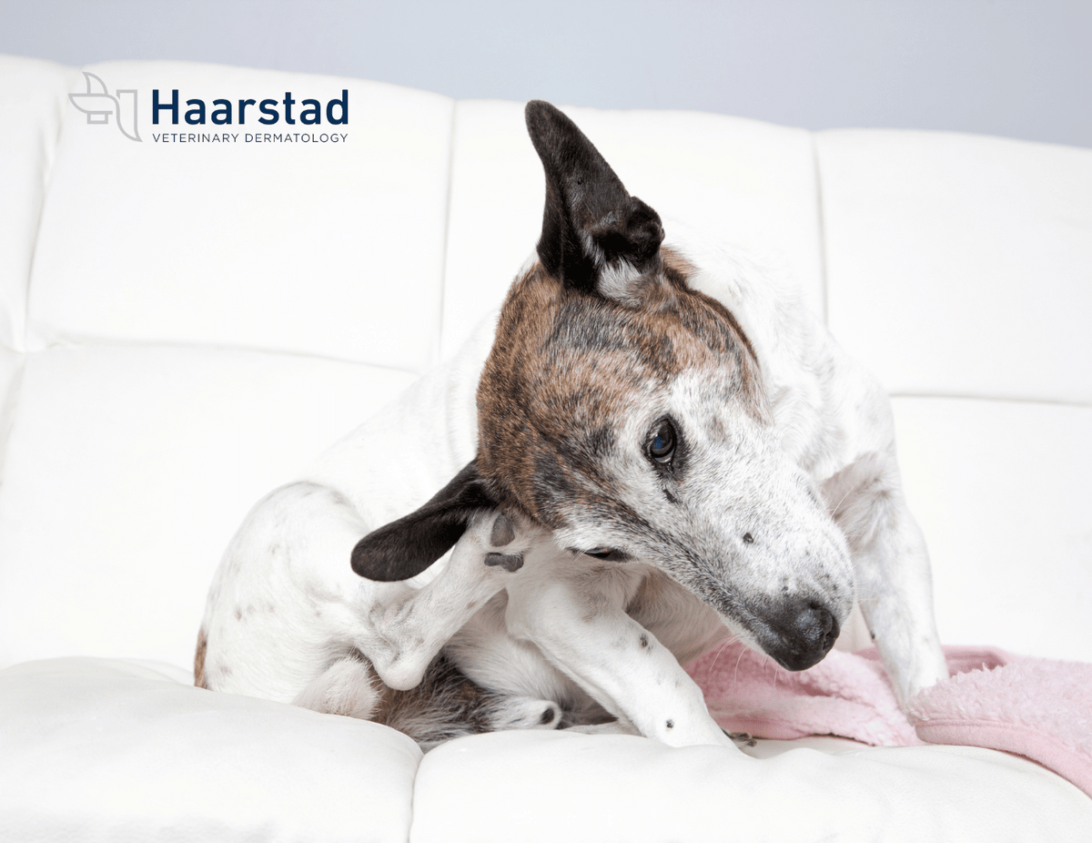 4 Common Pet Skin Conditions Explained – Haarstad Veterinary Dermatology