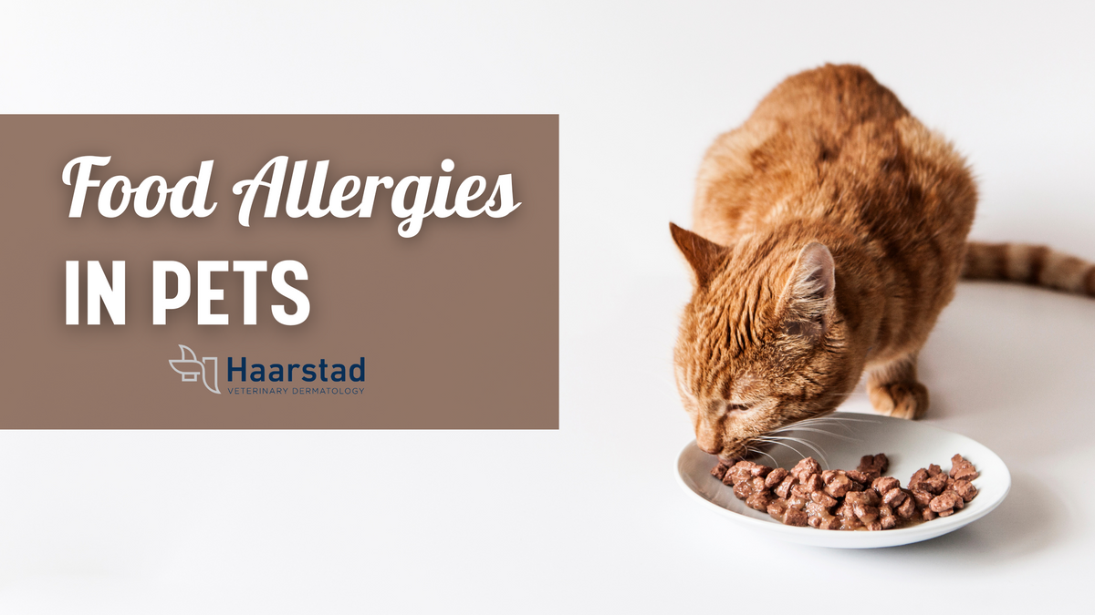 Food Allergies in Pets: Symptoms, Diagnosis and Treatment Options ...